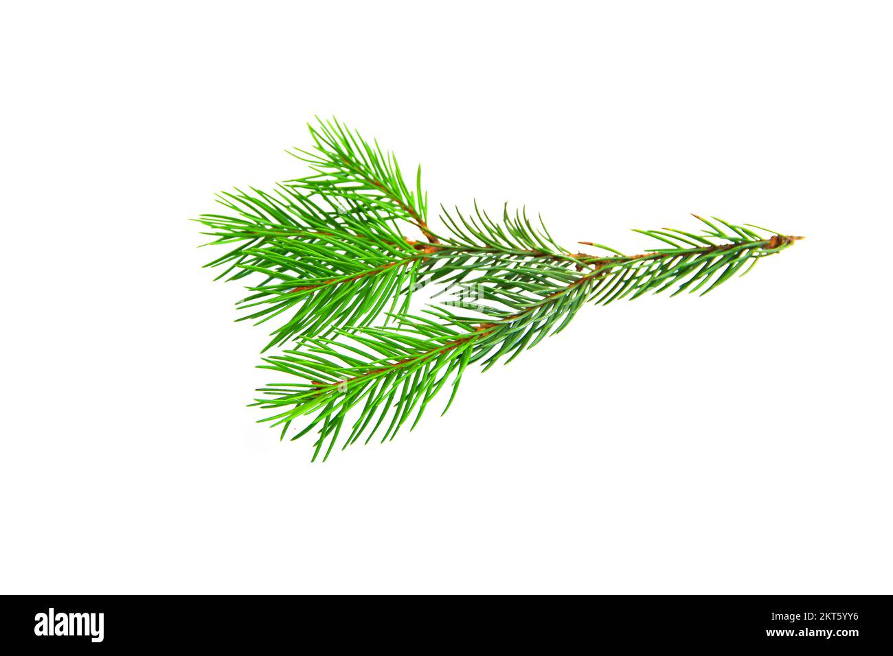 Branch of green Balsam Fir. on a white background Stock Photo - Alamy