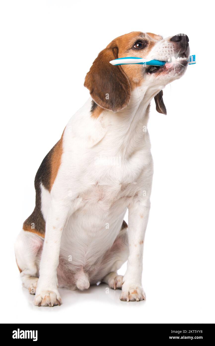 Dog with toothbrush isolated on white background Stock Photo - Alamy