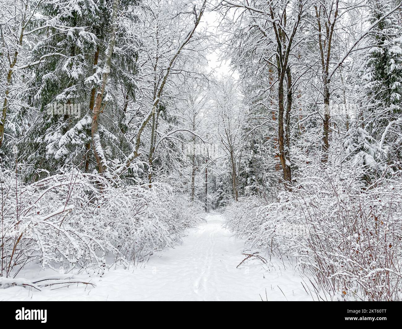 Lovely winter forest. Trees and bushes covered in snow. Ski track on a ...