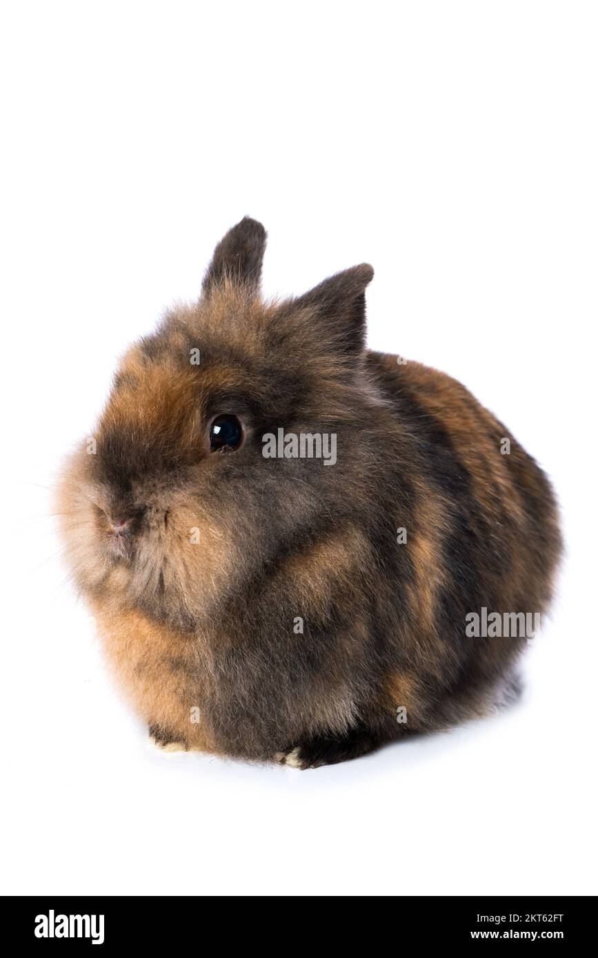 Cute dwarf rabbit isolated on white background Stock Photo - Alamy
