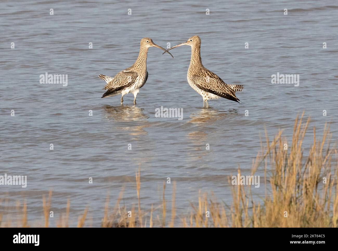 Curlew taken at Connah's Quay nature reserve on the Dee Estuary, North ...