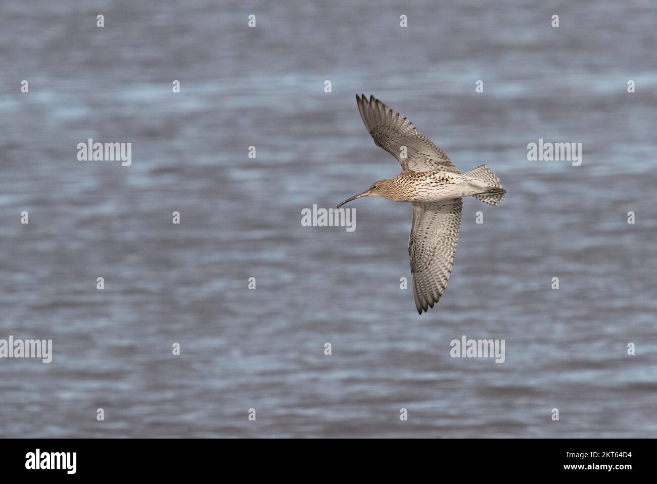Curlew taken at Connah's Quay nature reserve on the Dee Estuary, North ...