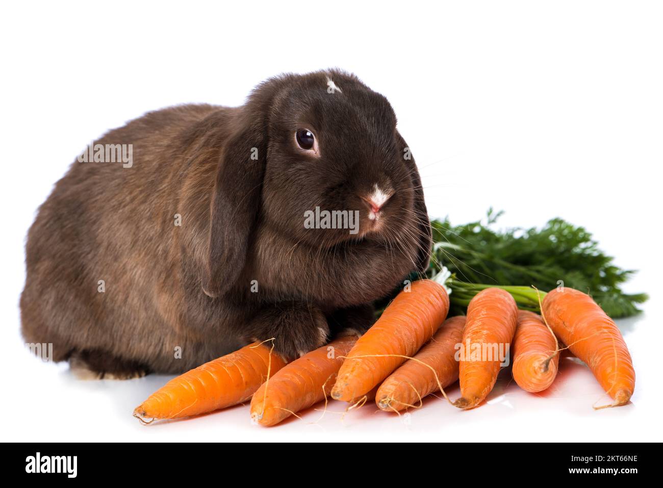 Cute dwarf rabbit with carotts isolated on white background Stock Photo ...