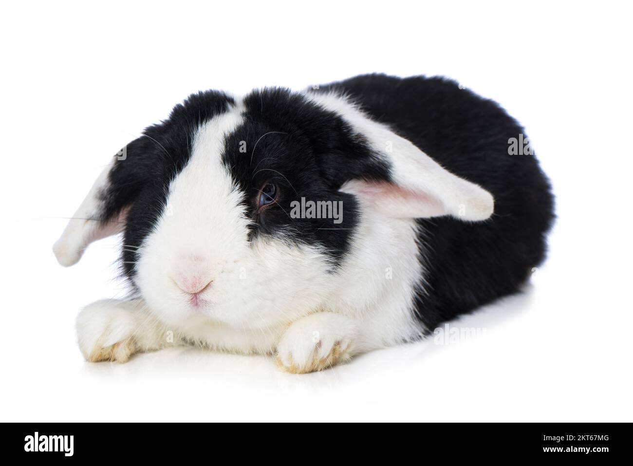 Cute dwarf rabbit isolated on white background Stock Photo - Alamy