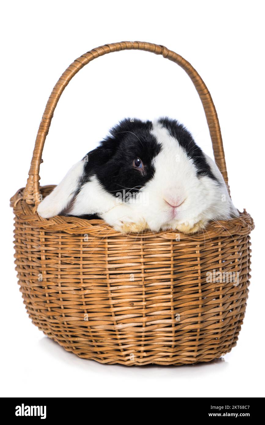 Cute dwarf rabbit in a basket isolated on white background Stock Photo ...