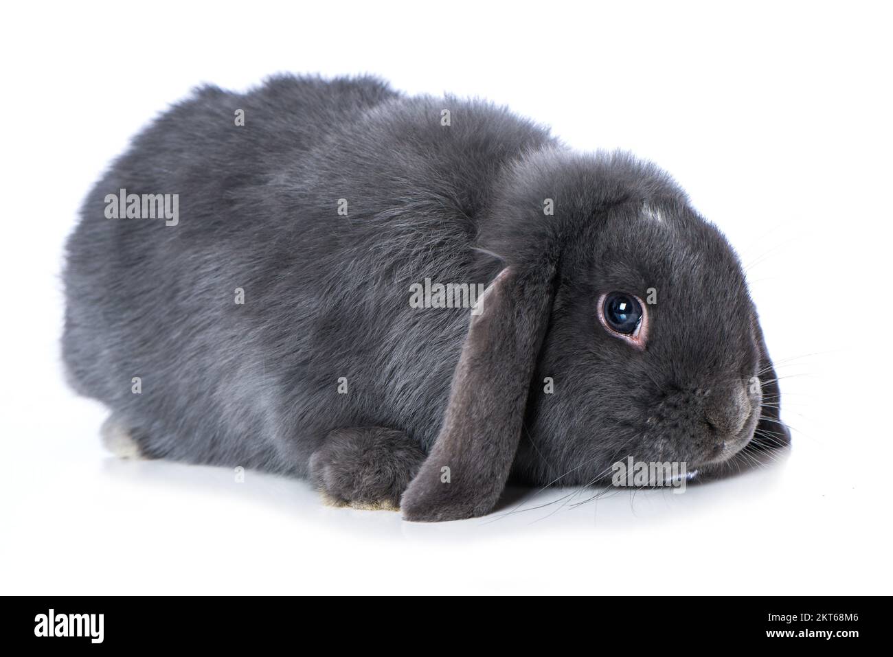 Cute dwarf rabbit isolated on white background Stock Photo - Alamy
