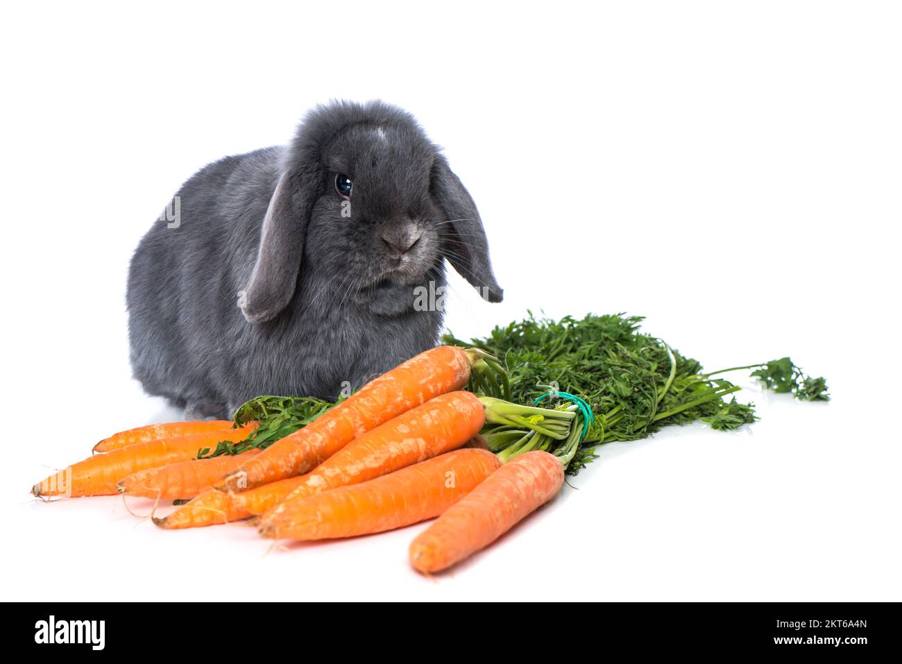 Cute dwarf rabbit with carotts isolated on white background Stock Photo ...