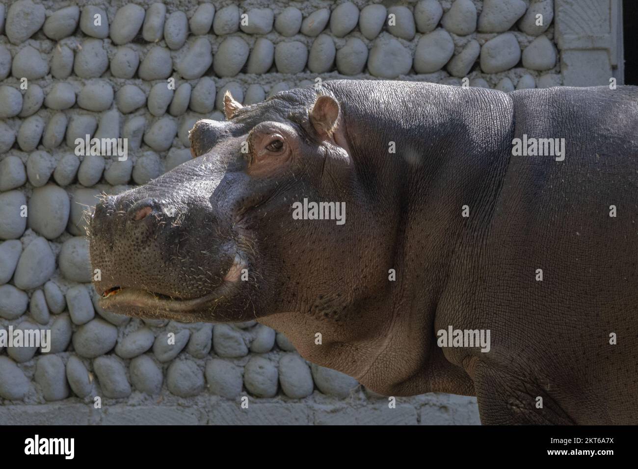 Hippo in the zoo. Portrait on the background of a stone wall Stock ...