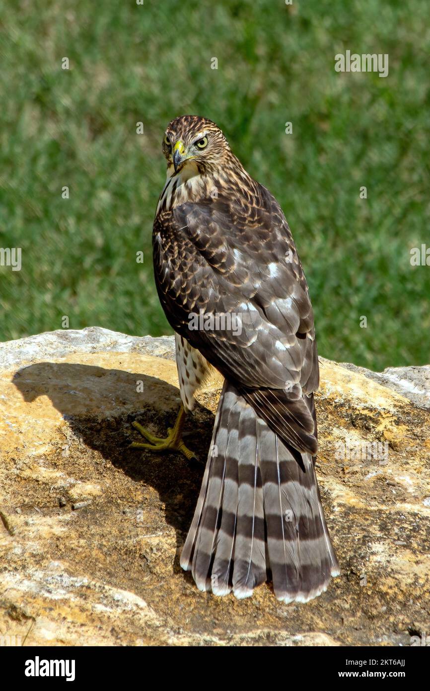 Coopers hawk hunt hi-res stock photography and images - Alamy