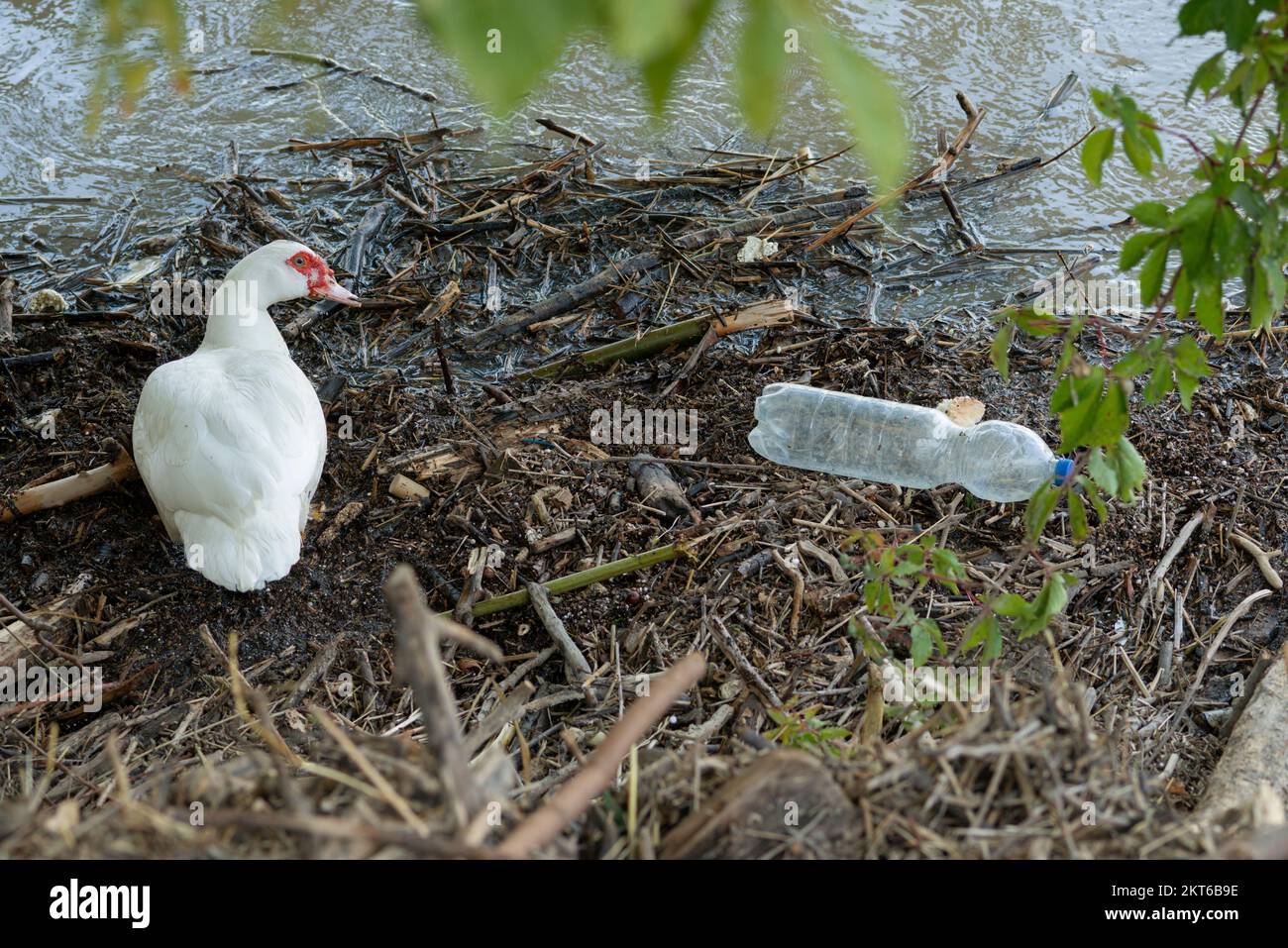 Red faced muscovy duck hi-res stock photography and images - Alamy