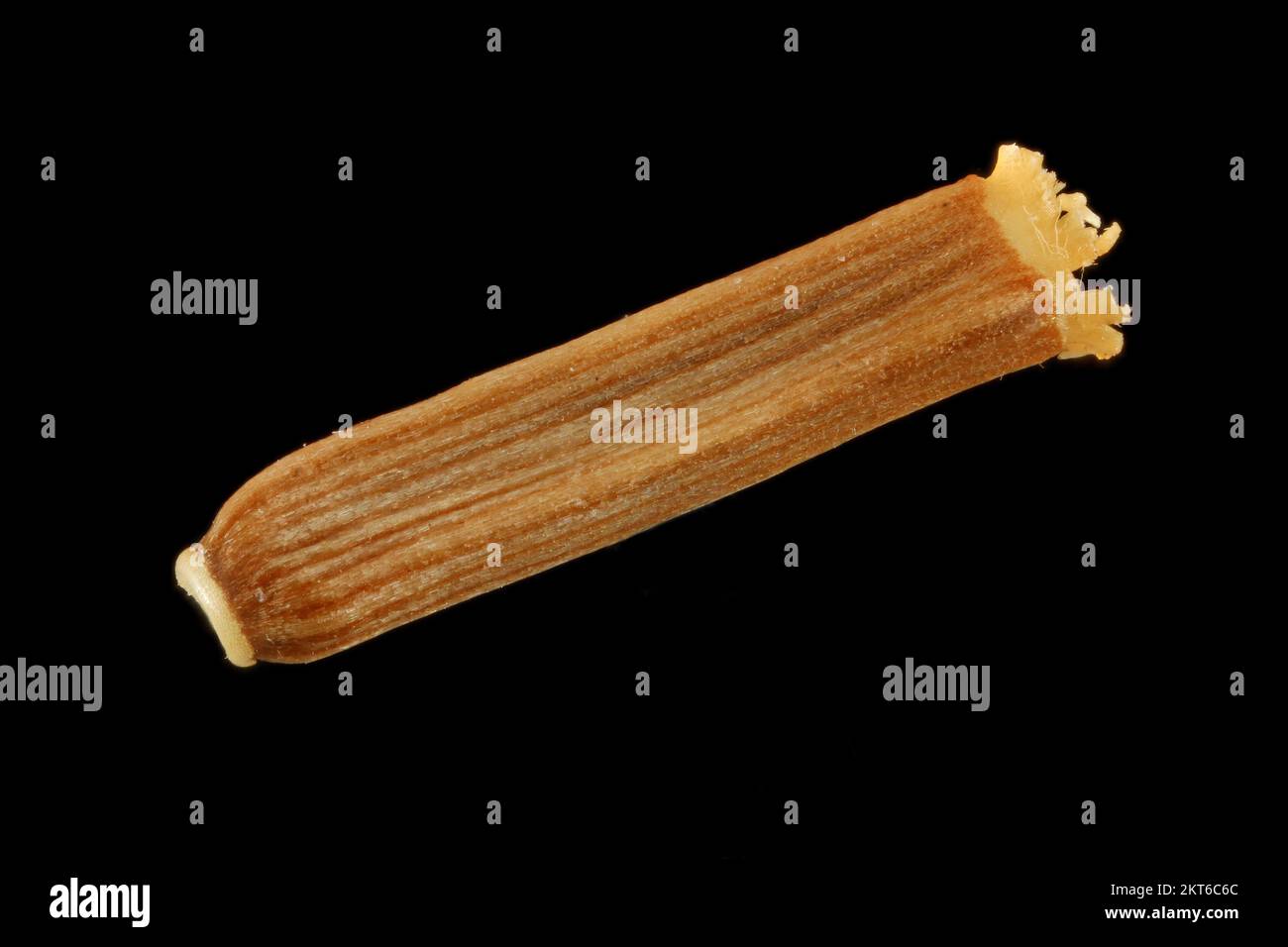 Inula helenium, Elecampane, Alant, close up, fruit (seed) without ...