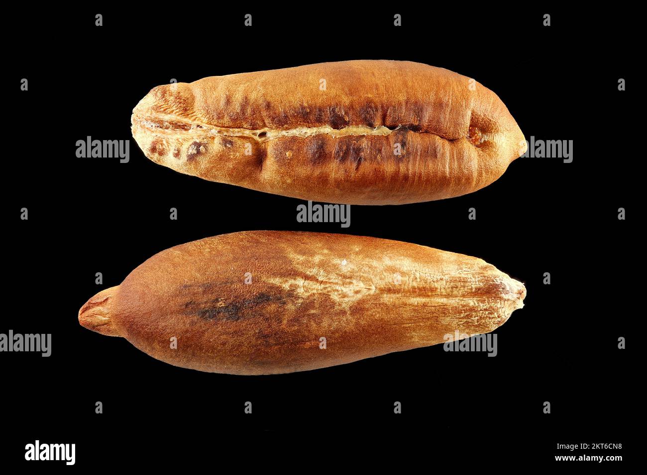 Phoenix dactylifera, Date palm, Dried date, Echte Dattelpalme, Datteln ...