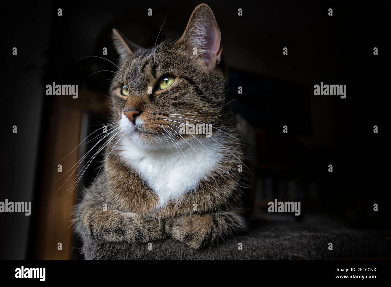 Young Tabby Male Relaxing, European Shorthair Cat Stock Photo - Alamy