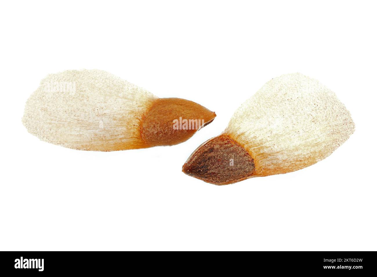 Picea pungens, Blue spruce, Blau-Fichte, close up, seeds Stock Photo ...