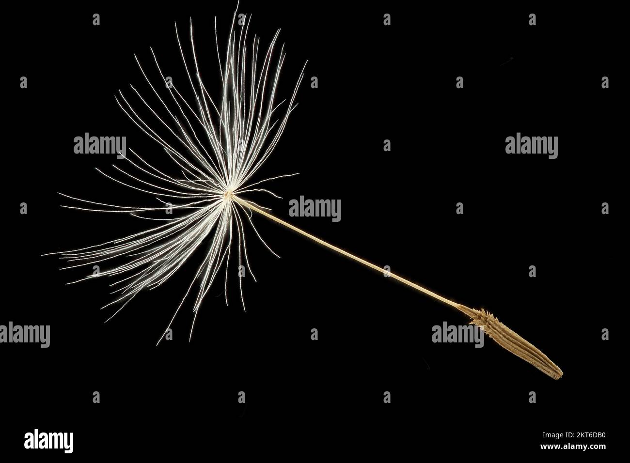 Taraxacum officinale, Common dandelion, Gewöhnlicher Löwenzahn, close ...