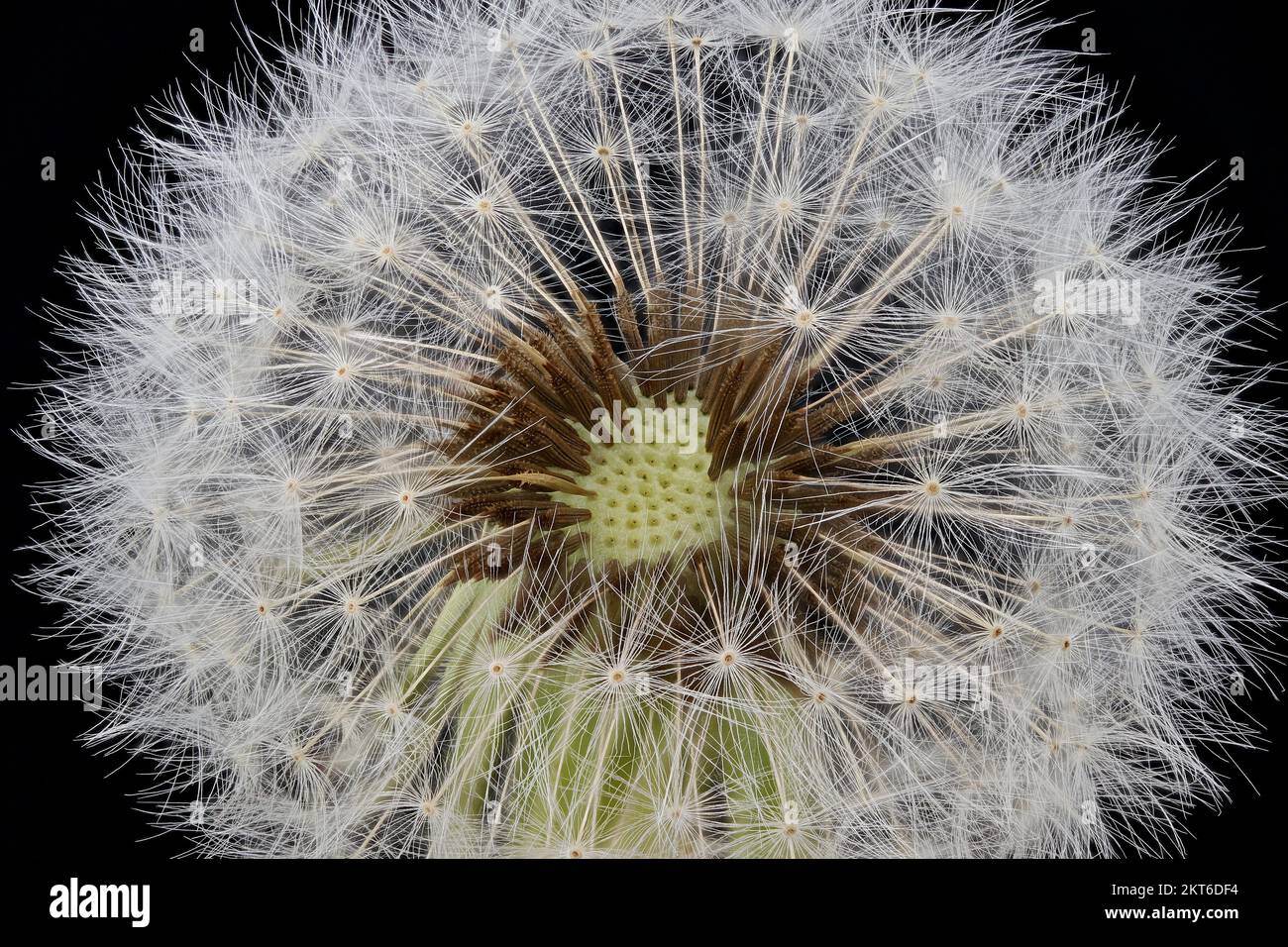 Taraxacum officinale, Common dandelion, Gewöhnlicher Löwenzahn, close ...