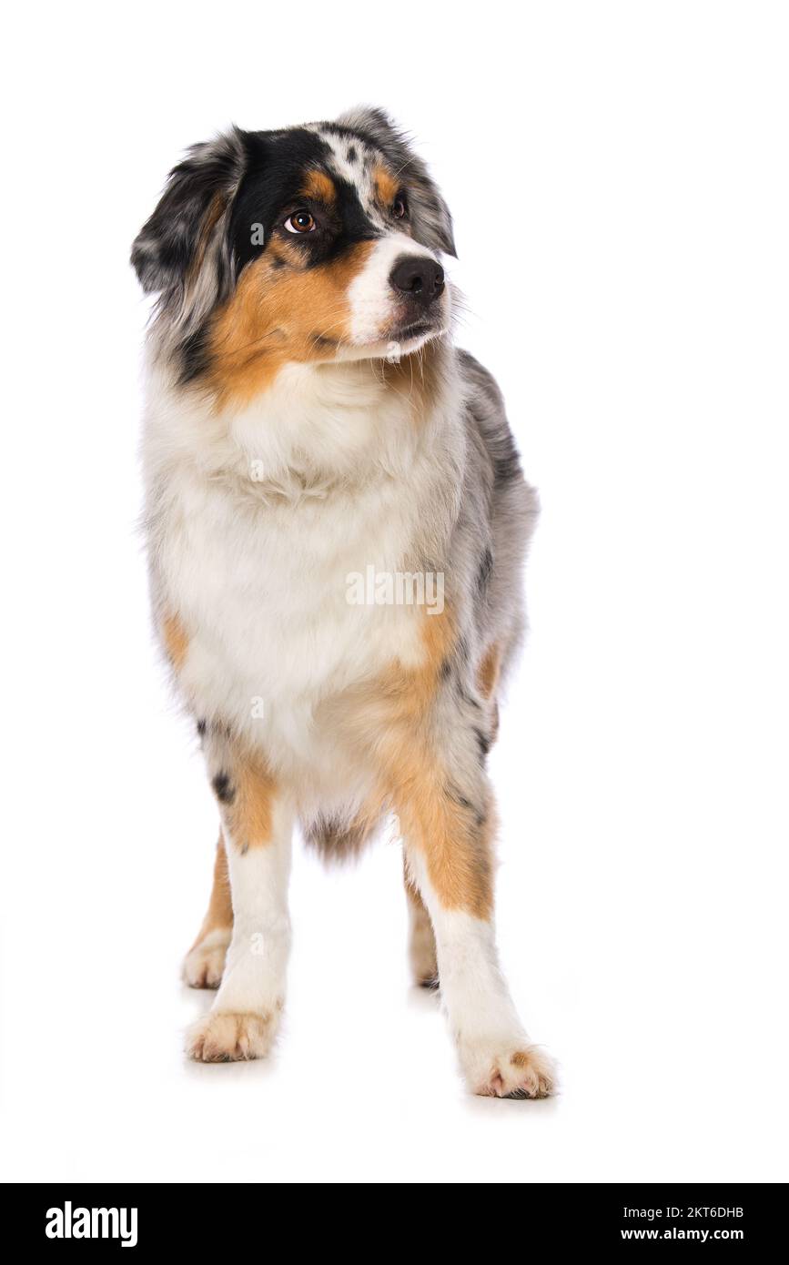 Adult australian shepherd dog standing isolated on white background ...