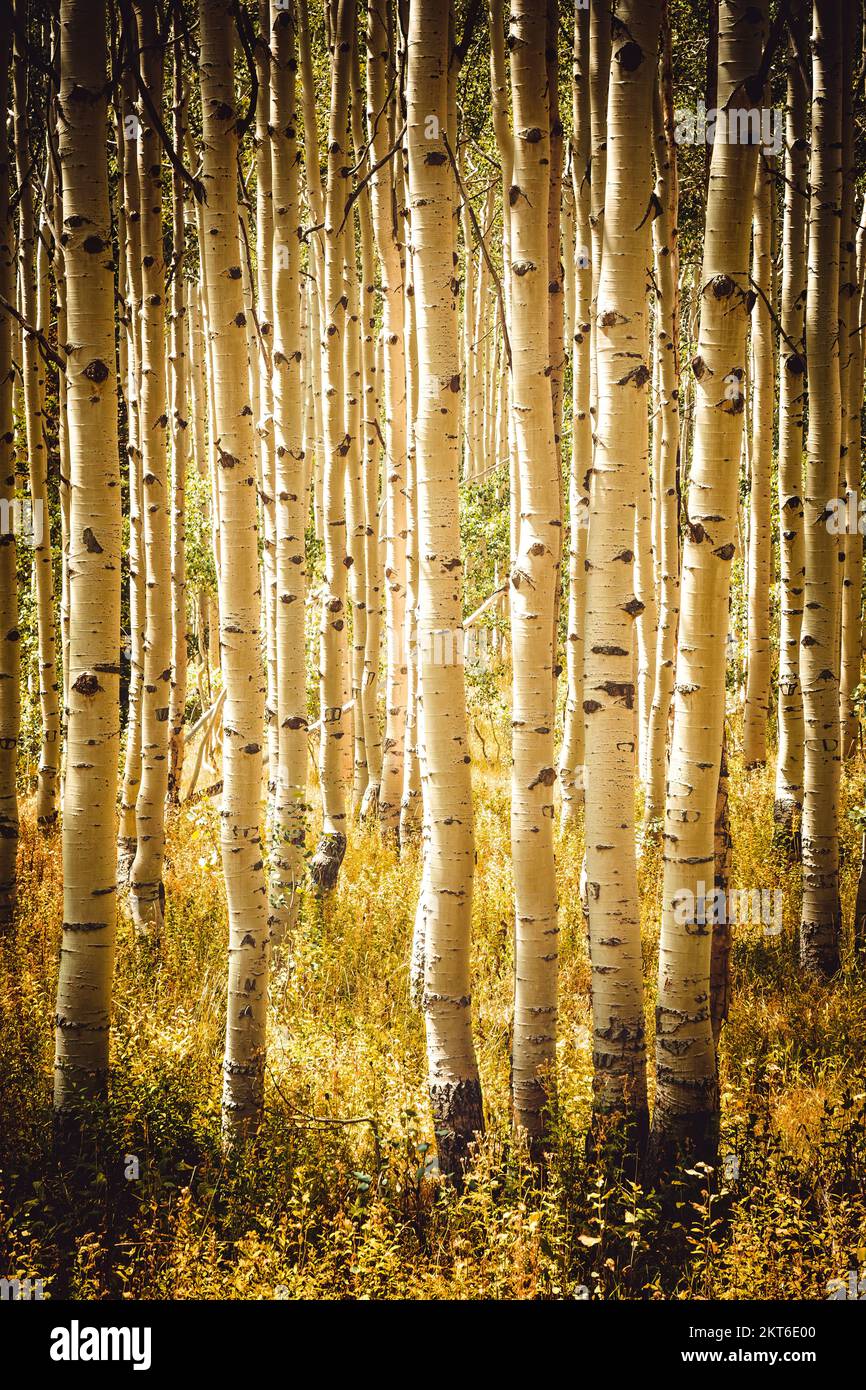 A forest of aspen trees in Utah Stock Photo - Alamy