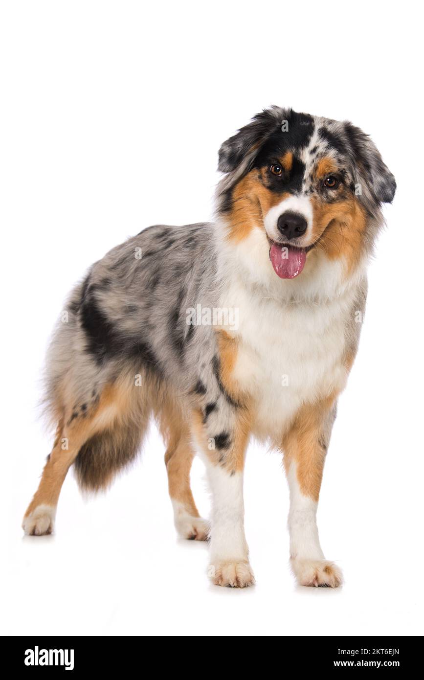 Adult australian shepherd dog standing isolated on white background ...