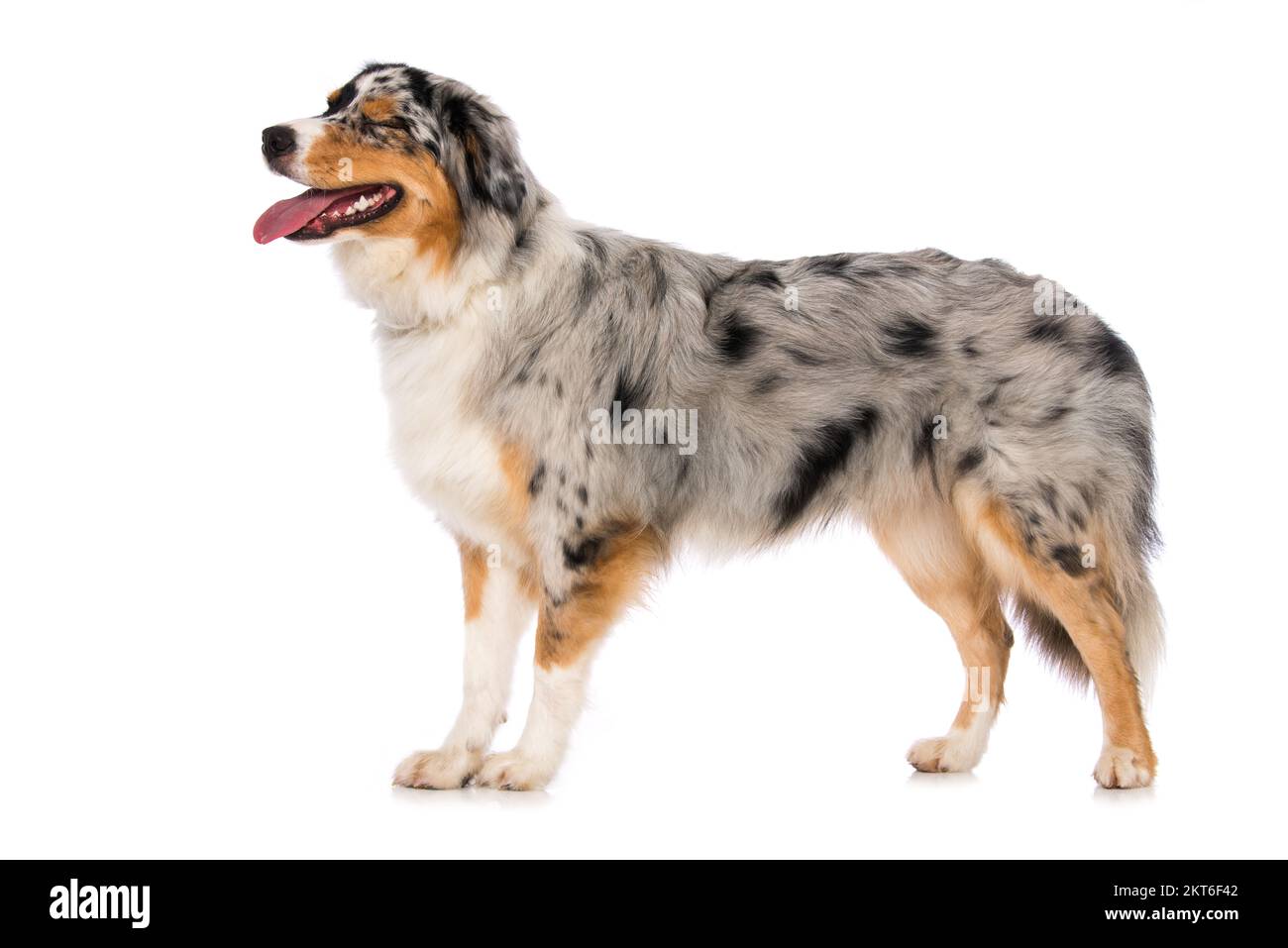 Adult australian shepherd dog standing isolated on white background ...