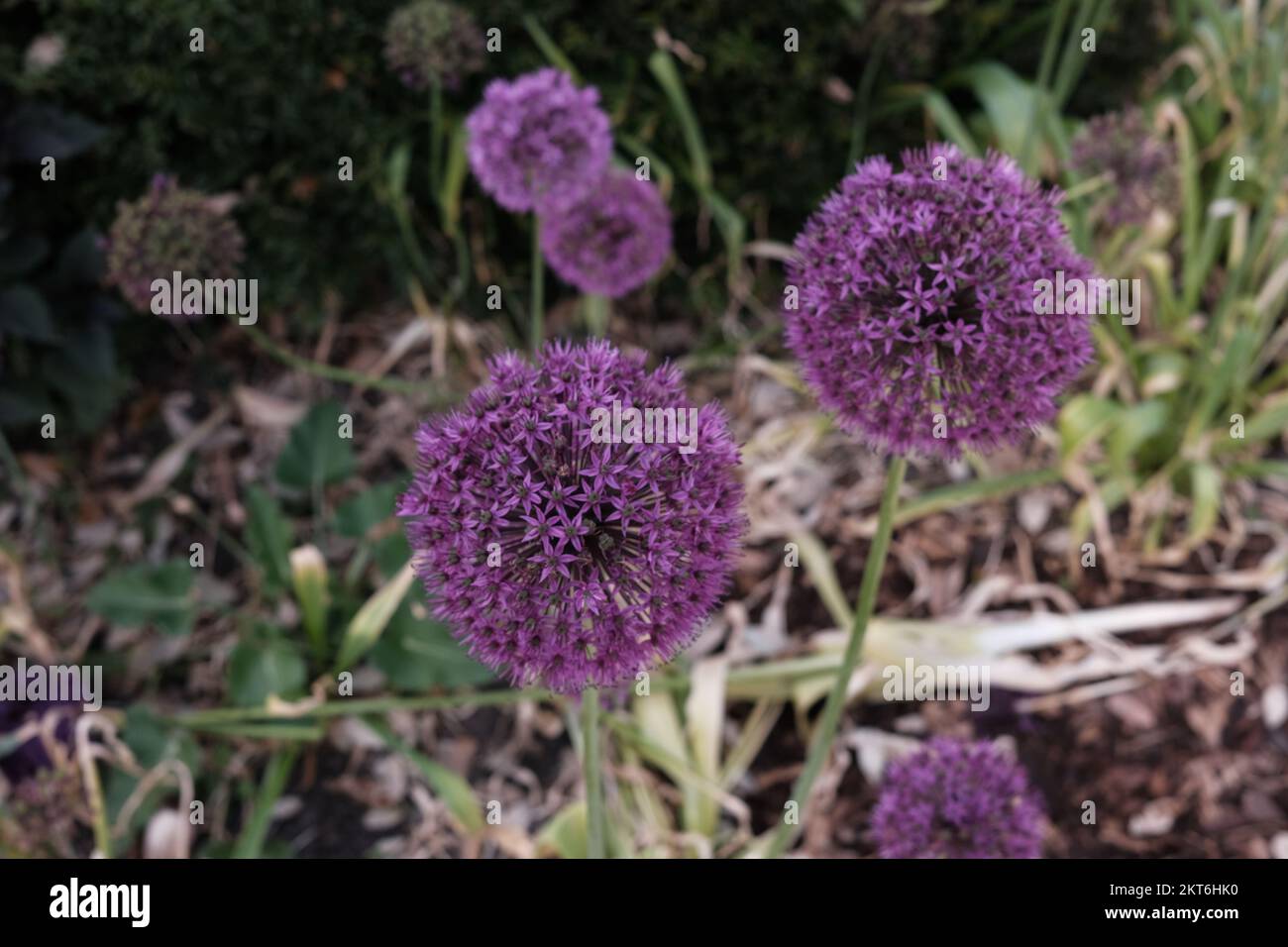Ball flower hi-res stock photography and images - Alamy