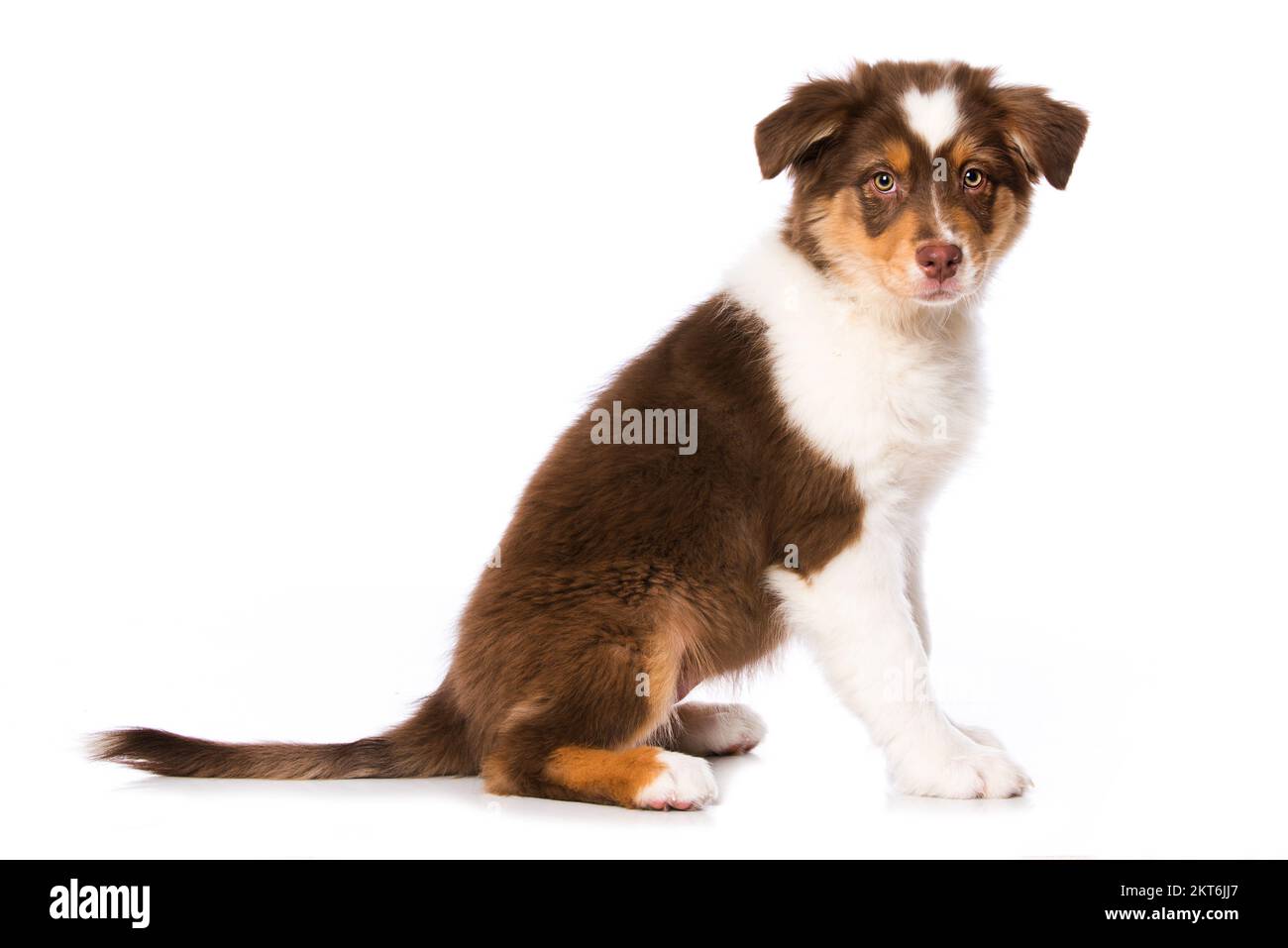 Australian shepherd puppy on white background Stock Photo - Alamy