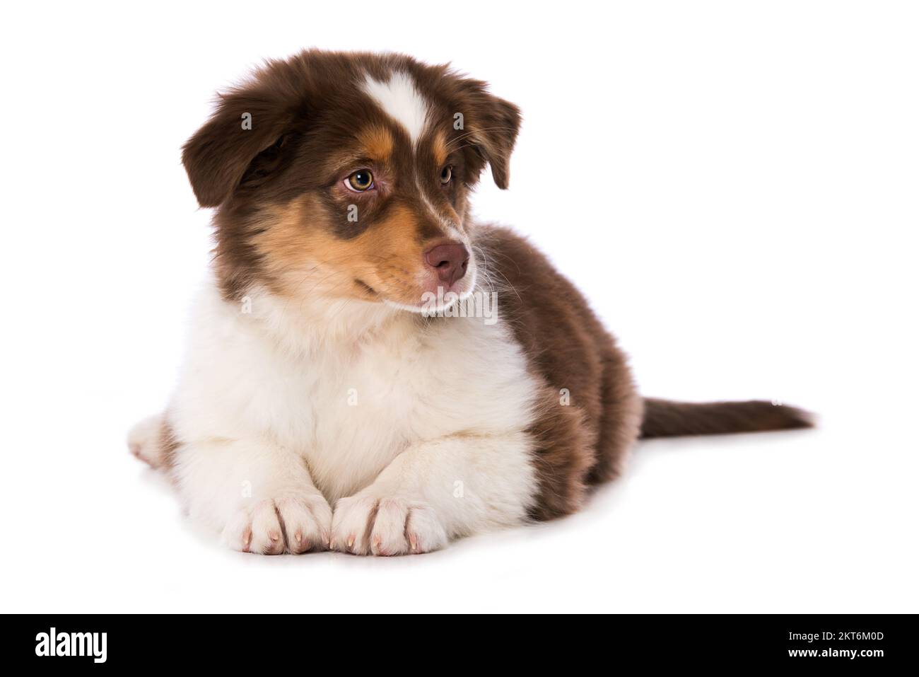 Australian shepherd puppy on white background Stock Photo - Alamy