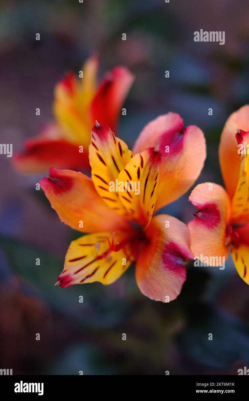 Peruvian Lily (Alstromeria). Of the many dozen cultivars this stunning ...