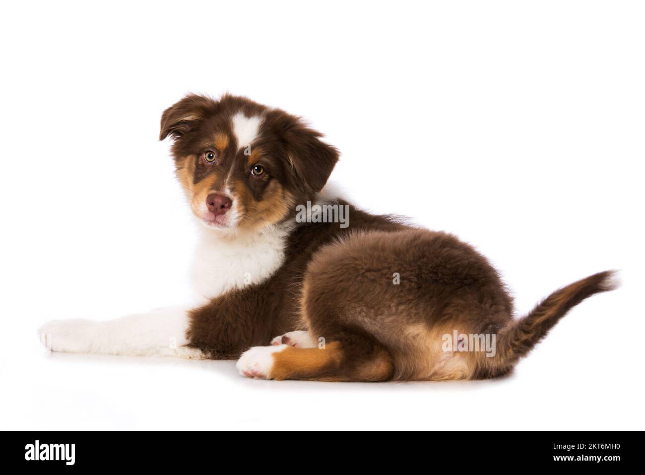 Australian shepherd puppy on white background Stock Photo - Alamy