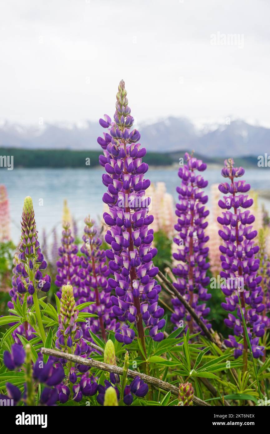 Spring lupin blossom in Tekapo, New Zealand Stock Photo - Alamy
