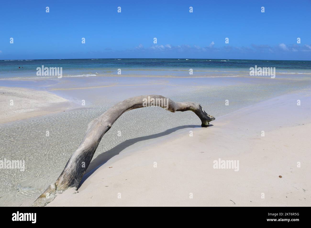 Driftwood bleached, lonesome beach, dominican republic, las terrenas ...