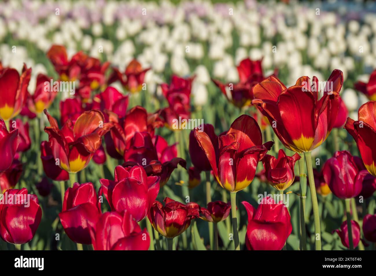 Tulips blooming in the colorful flower beds during Tulip fest in Ottawa ...