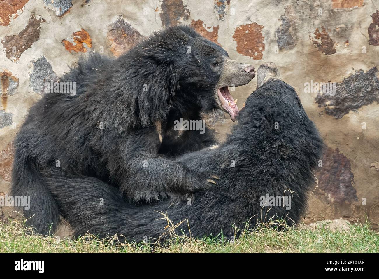 A Couple of Bear playing with each other Stock Photo - Alamy