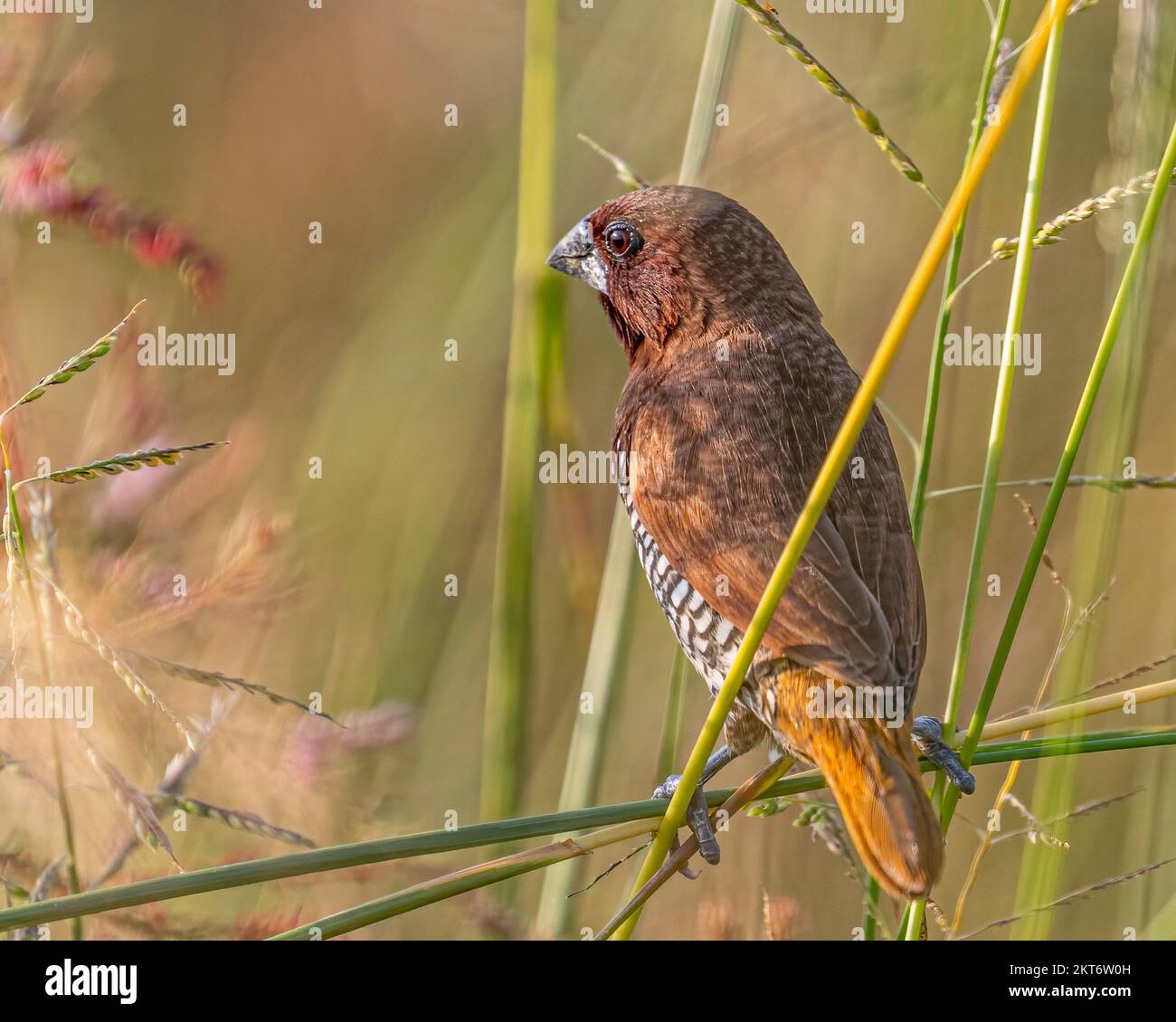 Ravenous looking bird hi-res stock photography and images - Alamy