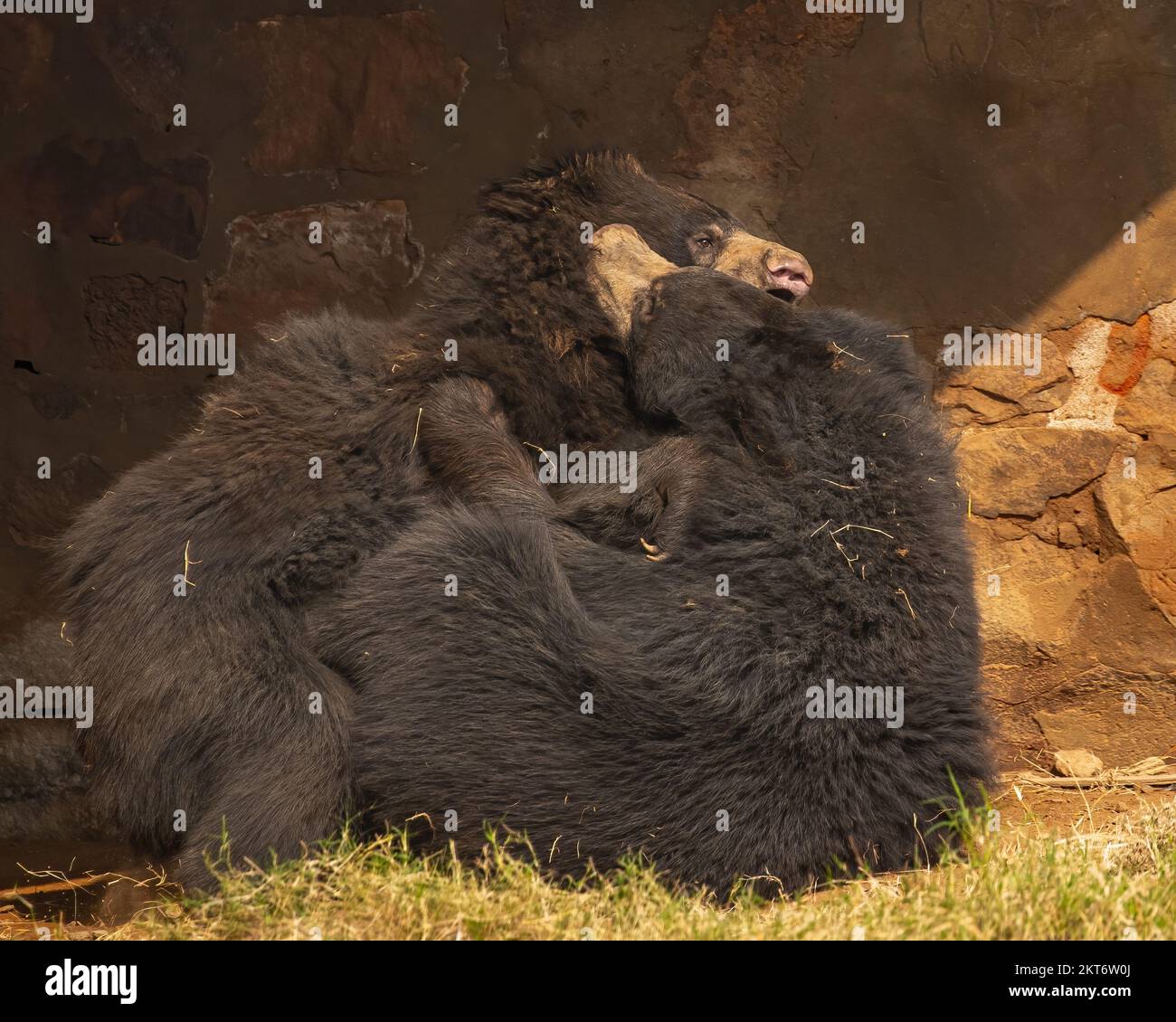 Grizzly bears mating hi-res stock photography and images - Alamy