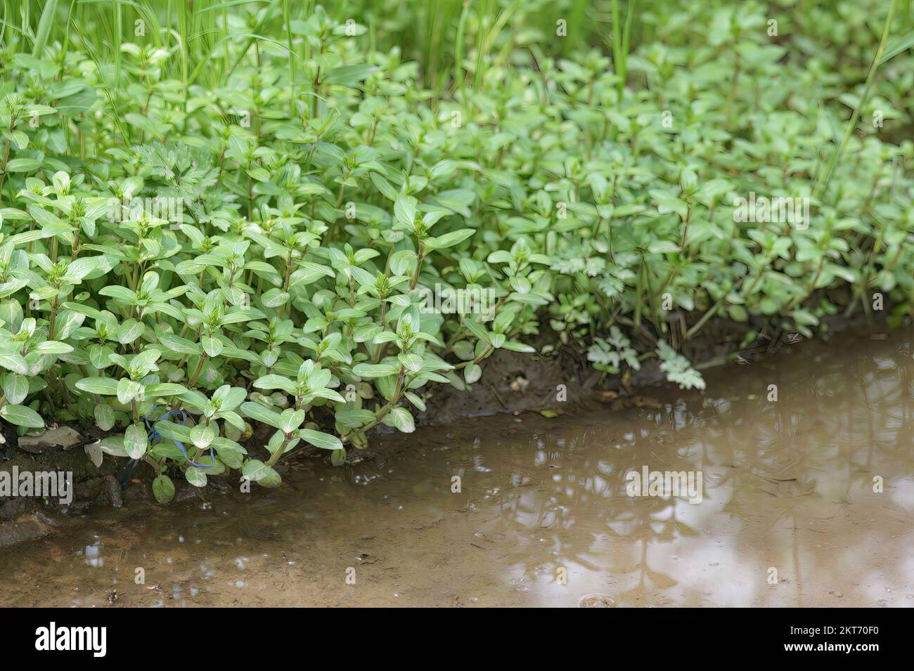 Natural closeup on an aggregation of European speedwell or brooklime ...