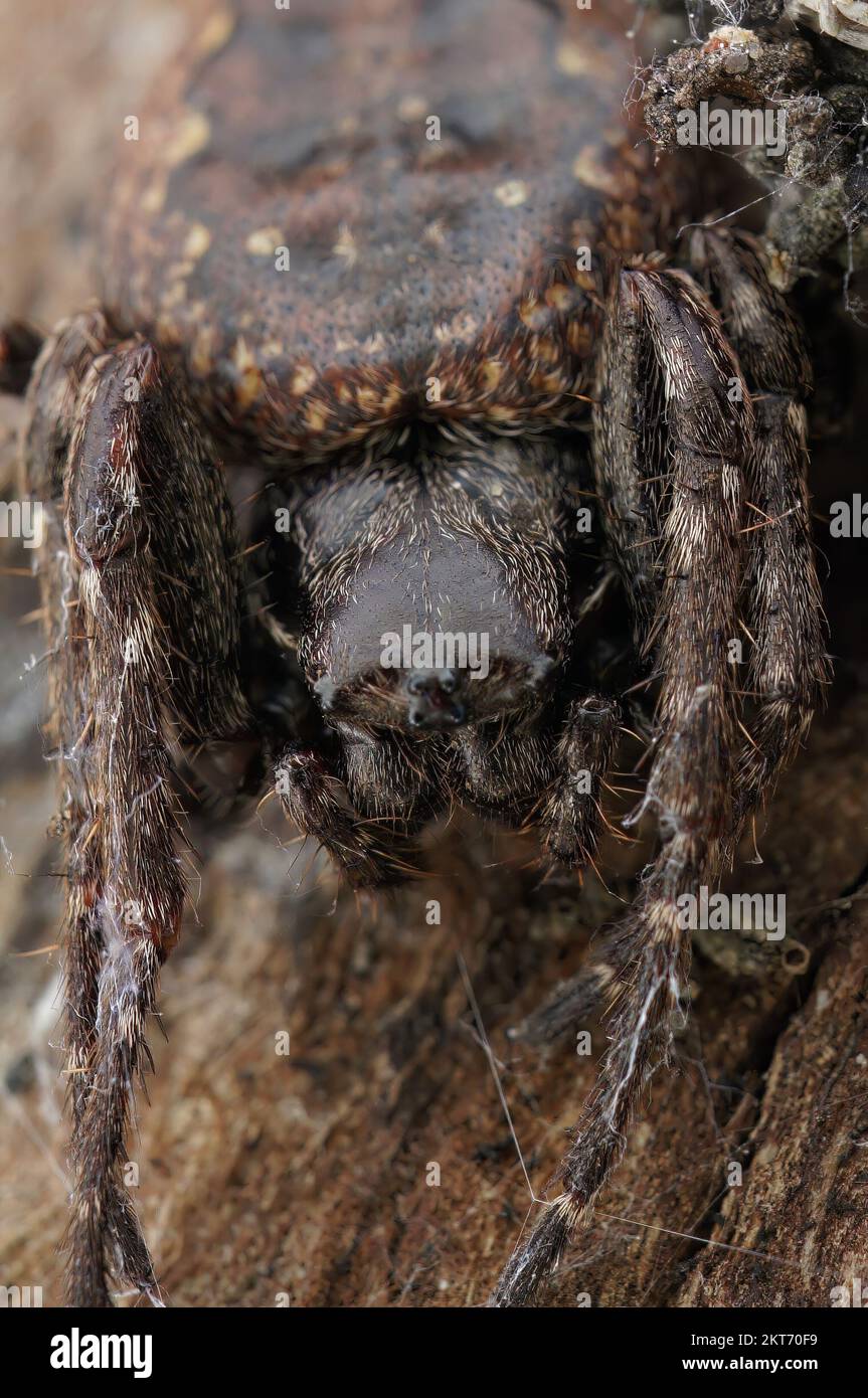 Walnut orbweaver hi-res stock photography and images - Alamy