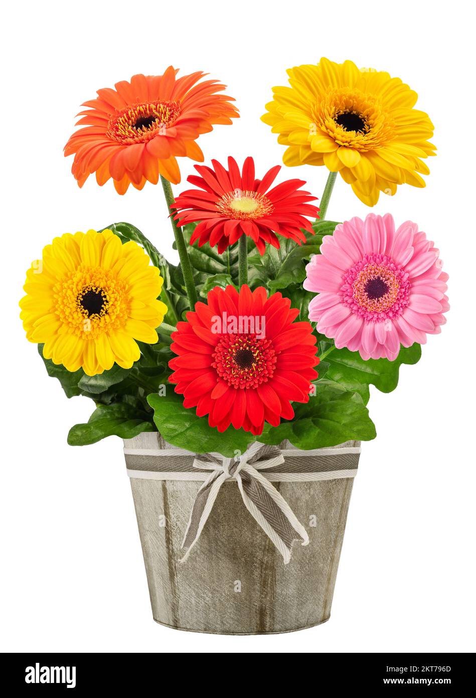 Gerbera plant in vase isolated on white background Stock Photo - Alamy