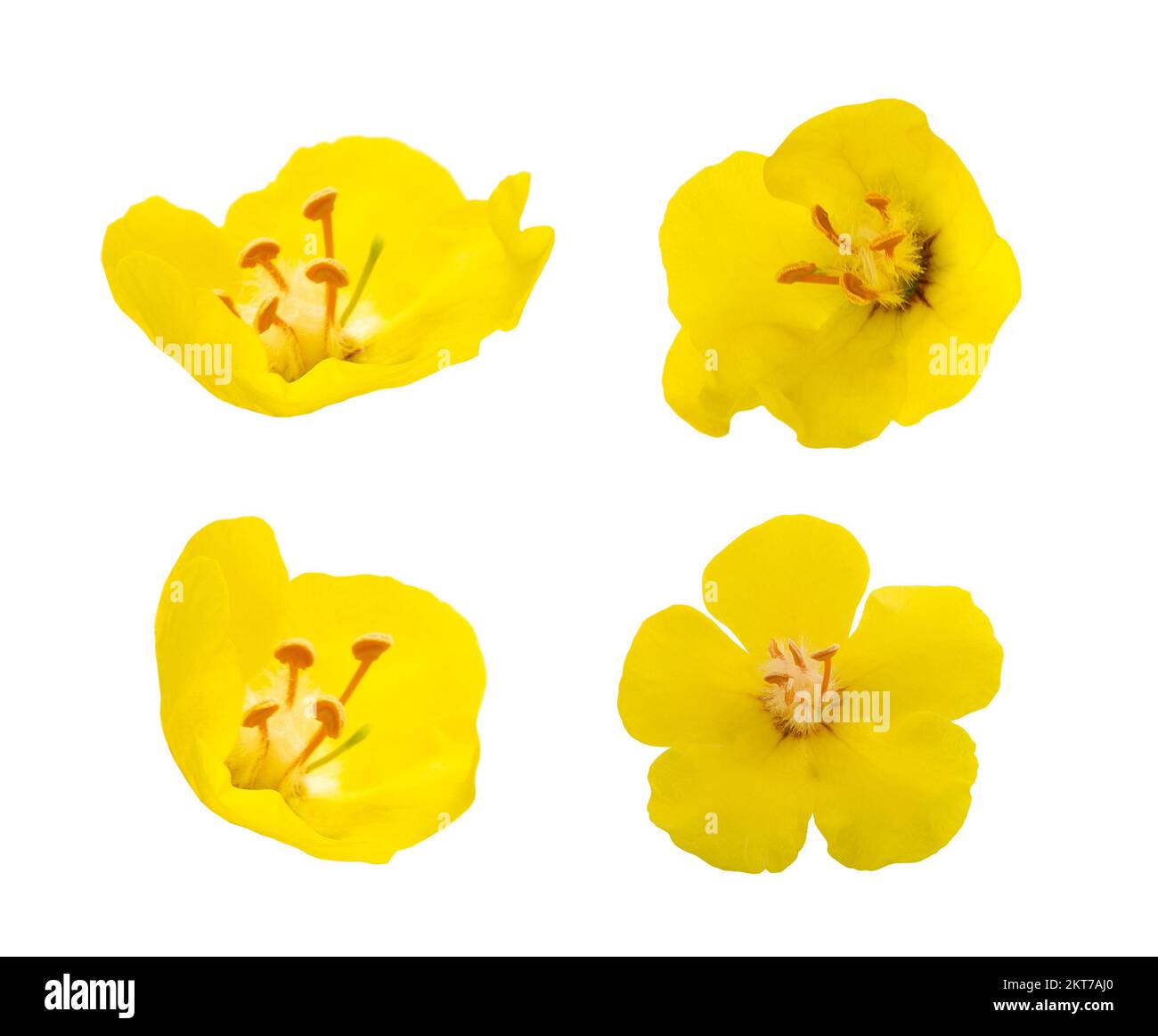 Mullein flower isolated on white background Stock Photo - Alamy