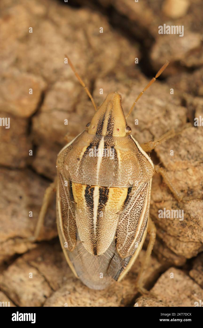 Natural closeup on a colorful Mediterranean shield bug , Aelia cognata ...