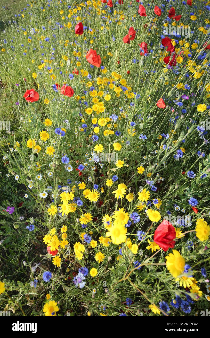 Scotland council wild flower hi-res stock photography and images - Alamy