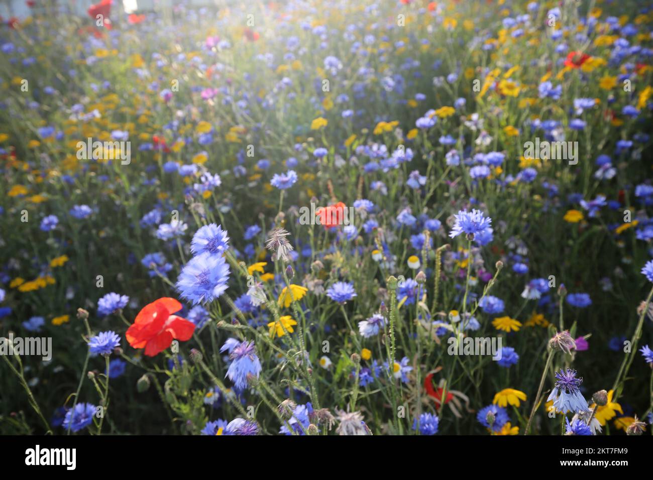 Newton park gardens hi-res stock photography and images - Alamy
