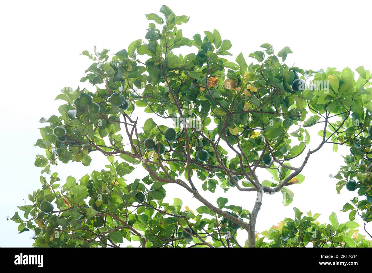 Agriculture growing avocado theme. Many avocado raw fruit on branch ...
