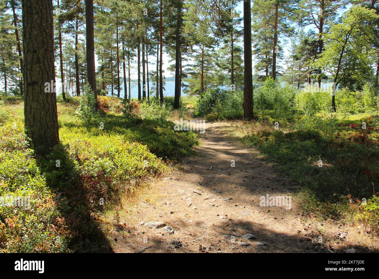 Footpath in a forest by a lake on a hot summer day Stock Photo - Alamy