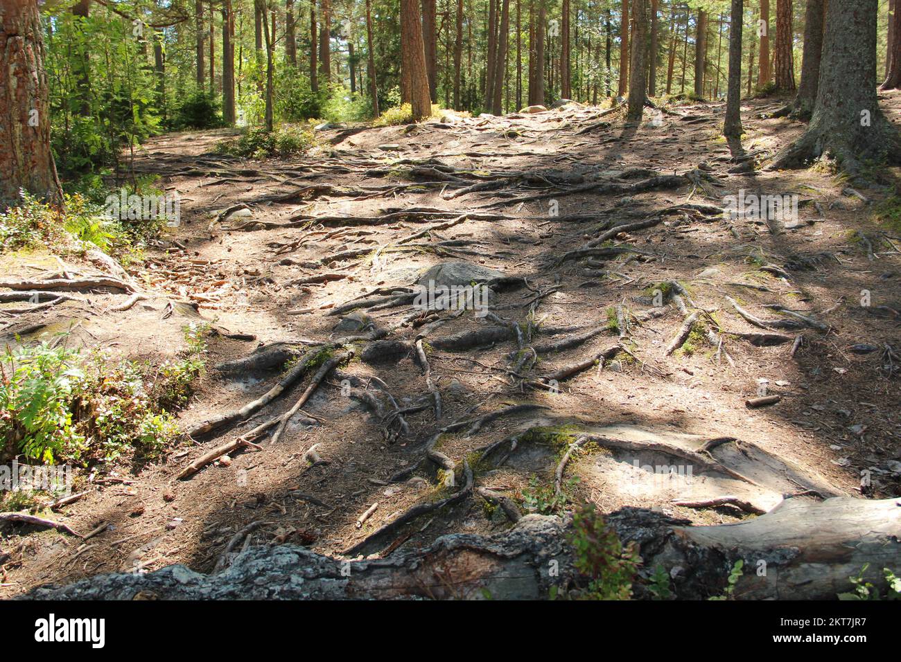 Root system from pine trees in a wood Stock Photo - Alamy