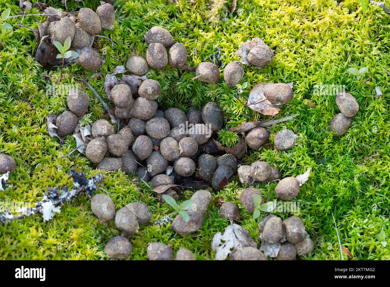 Elch, Losung, Kot, Kotpillen, Alces alces, Elk, droppings, Elan Stock ...