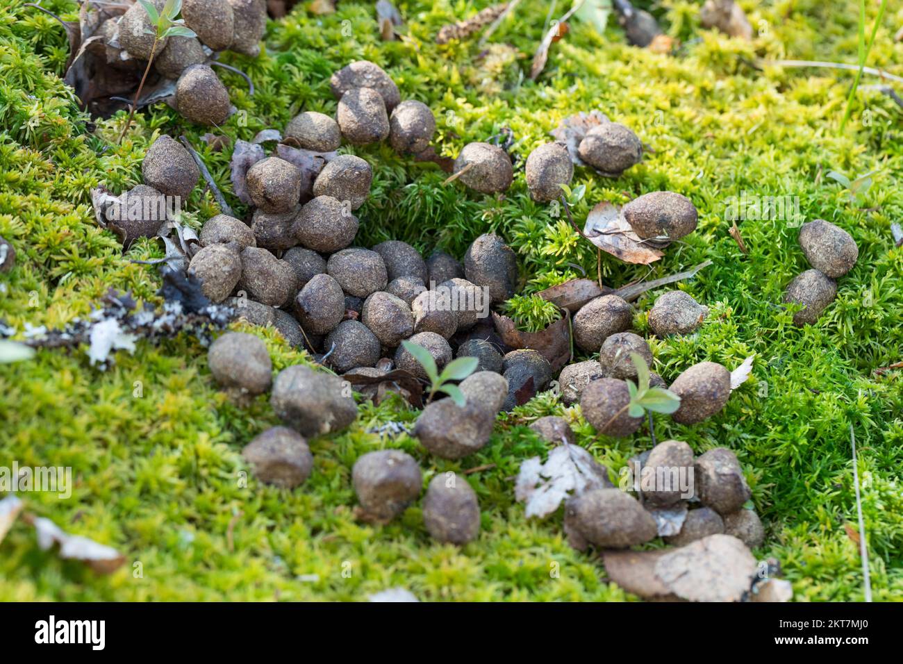 Elk Droppings