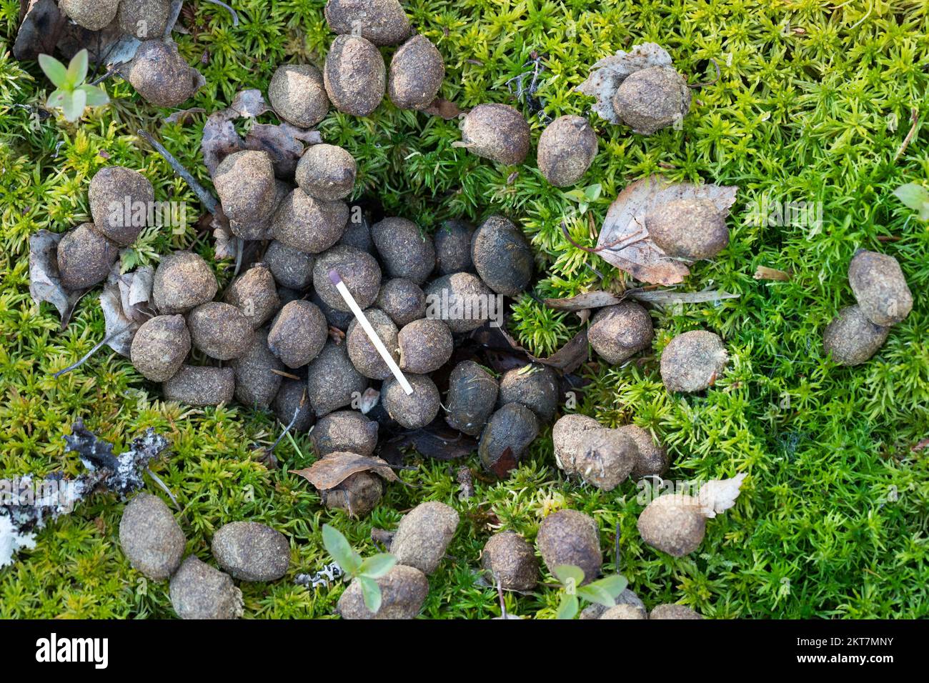 Elch, Losung, Kot, Kotpillen, Alces alces, Elk, droppings, Elan Stock ...