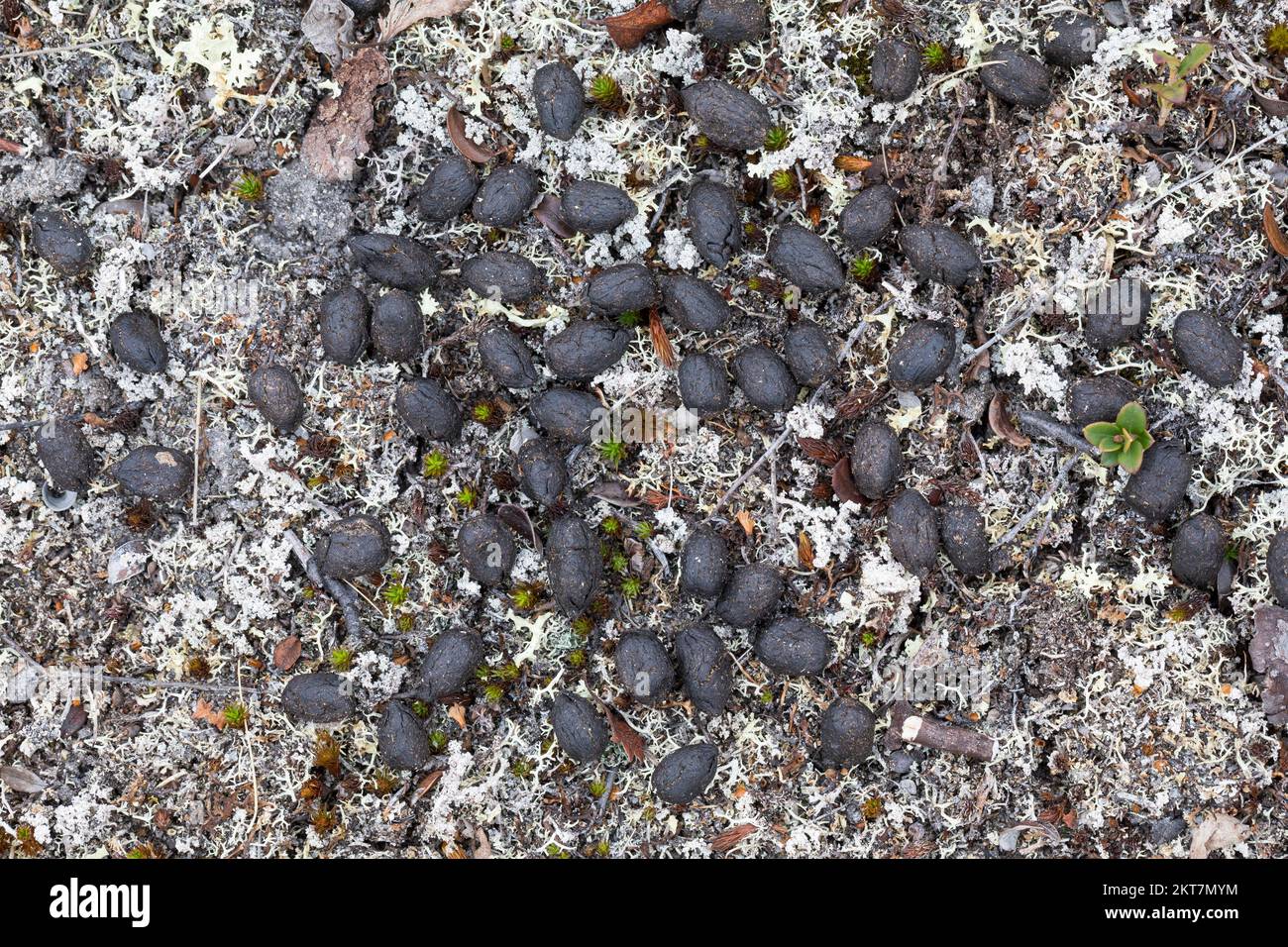 Elk droppings hi-res stock photography and images - Alamy