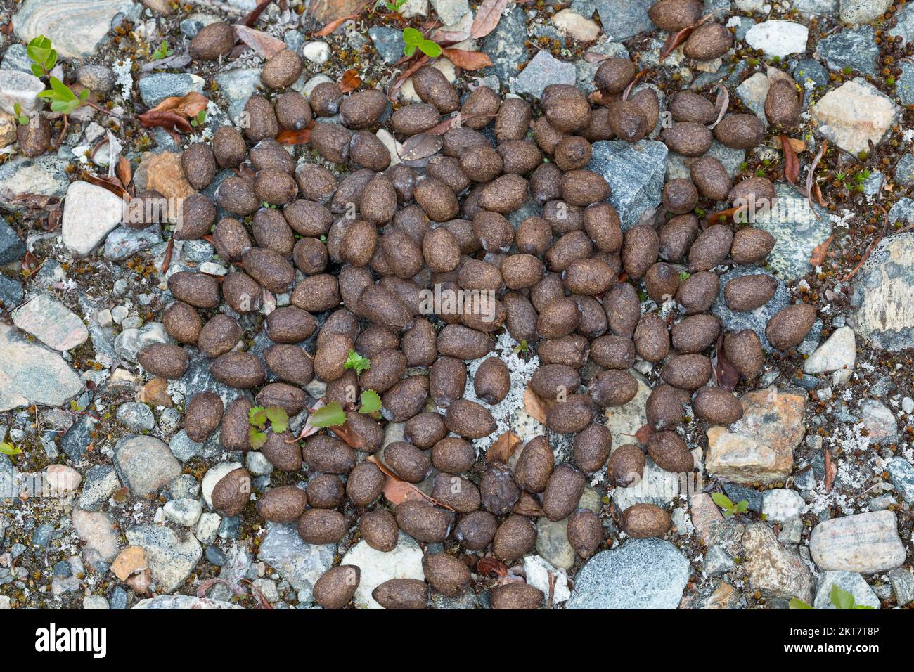 Elk Poop Vs Moose Poop